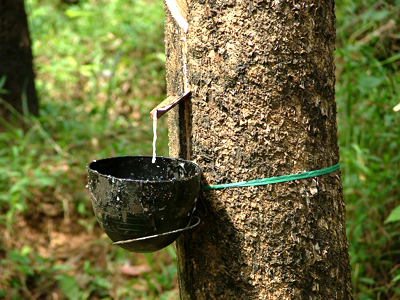 AFD Ups Aid for Ghana's Rubber Farming Sector | Devex